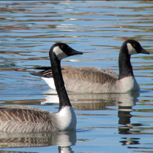Journal | Arizona Birds