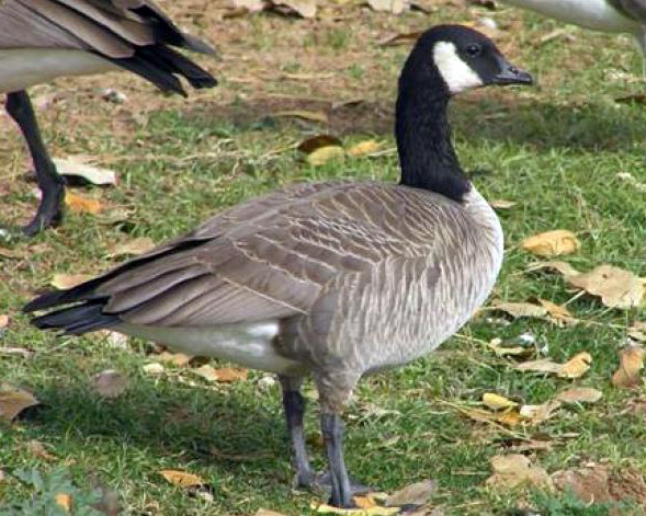 Arizona White-cheeked Geese: Identification Challenge | Arizona Birds