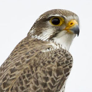 Journal | Arizona Birds