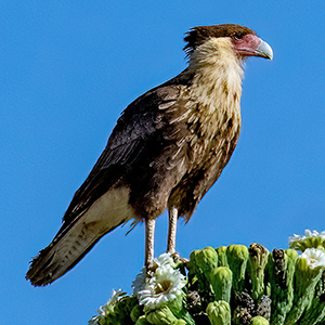 Journal | Arizona Birds